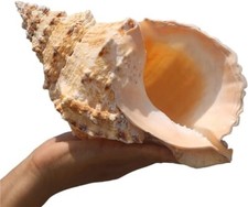 Conch Shells for sale | eBay