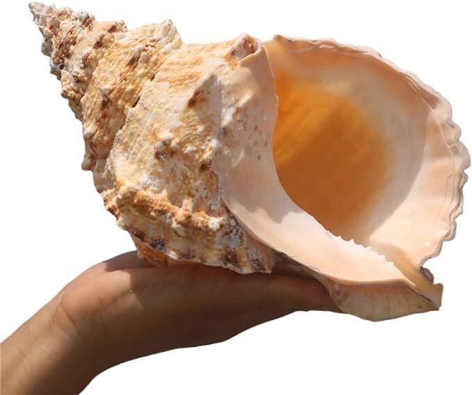 Large Natural Frog Shell Conch Seashell Rare Real Beach Home Deco 7-8 ...