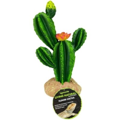 Komodo Cactus Plant Flower | eBay