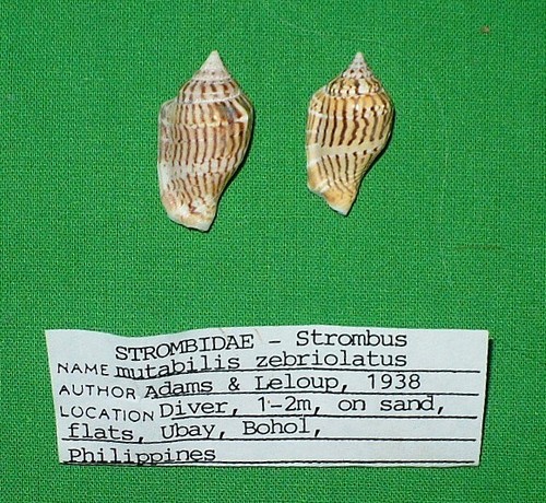 STROMBUS MUTABILIS ZEBRIOLATUS #M4547 Ubay, Bohol, Philippines 25 & 28mm | eBay