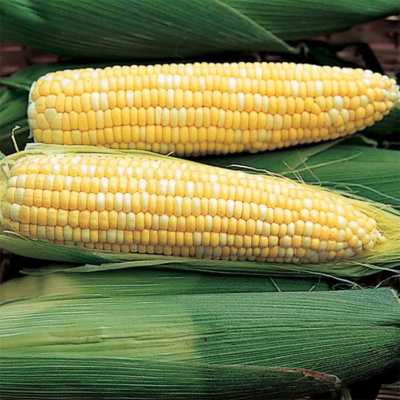 G90 BI COLOR SWEET CORN 100 SEEDS WHITE AND YELLOW SWEET CORN | eBay