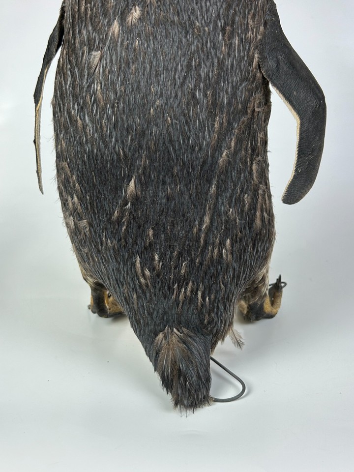 Superb Antique Taxidermy Magellanic Penguin - Rare Victorian Arctic ...