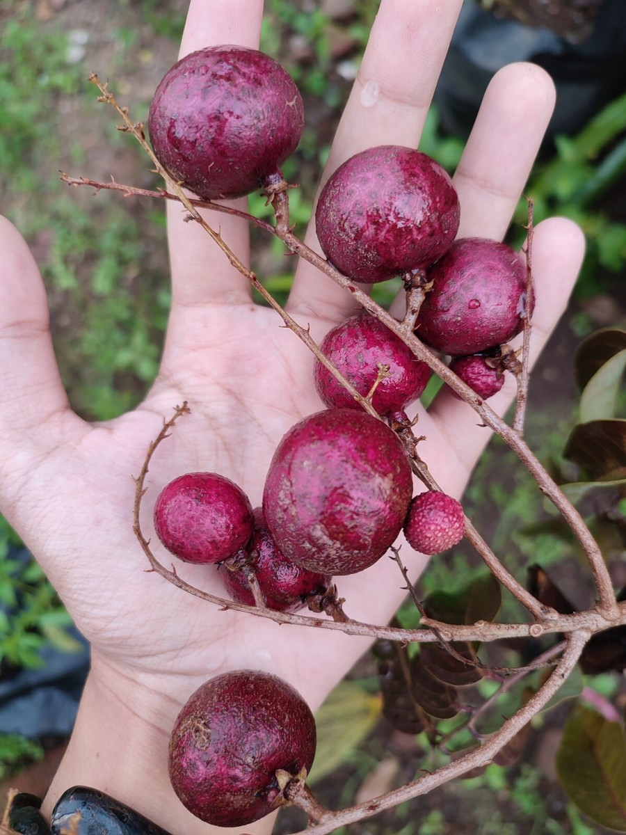 Longan Plant