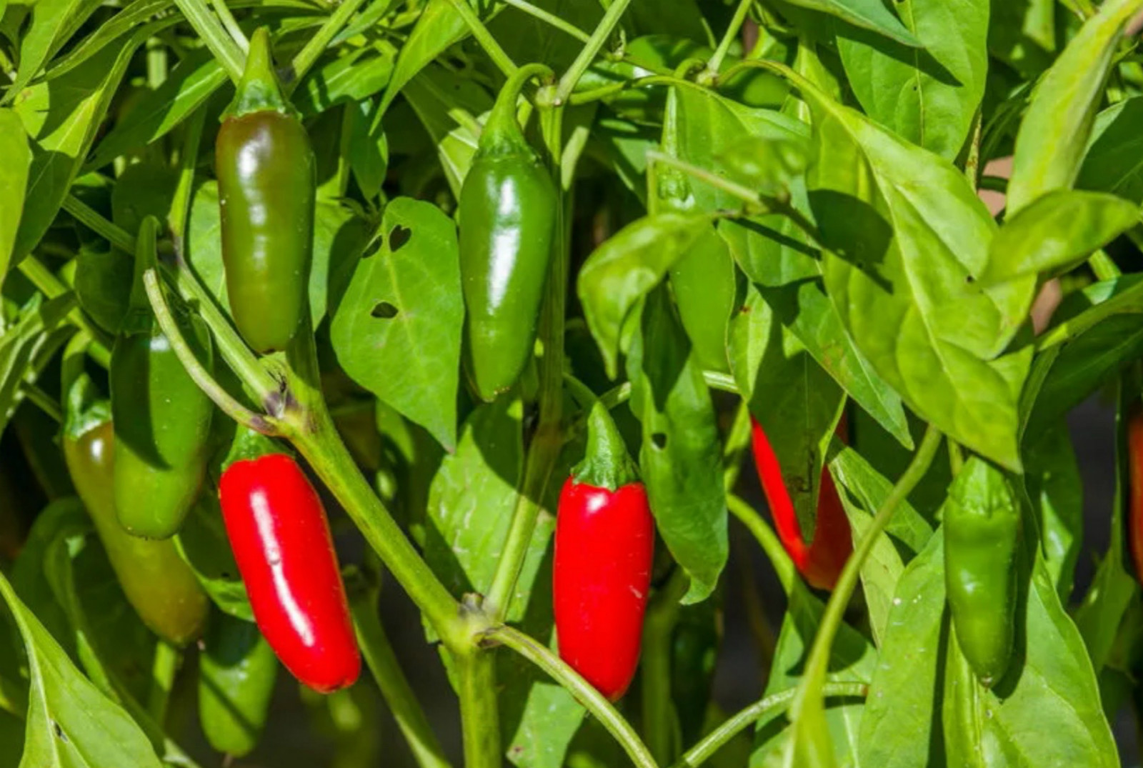 Angebot 9 verschiedene Chilisorten Chili Mix Samen Chilisamen Chili | eBay