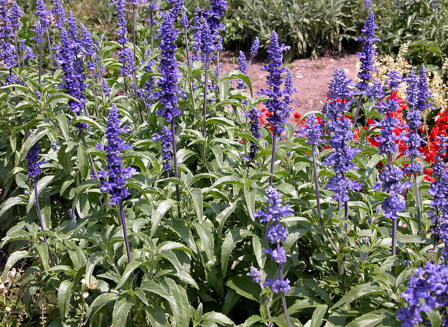Salvia- Blue Bedder, 150 seeds | TSC: Heirloom & OP seeds, non-GMO ...