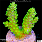 001 AquaSD Live Corals/Frags - Acropora - Aqua SD | eBay