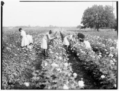 Women picking flowers in a field of roses California Old Photo | eBay UK
