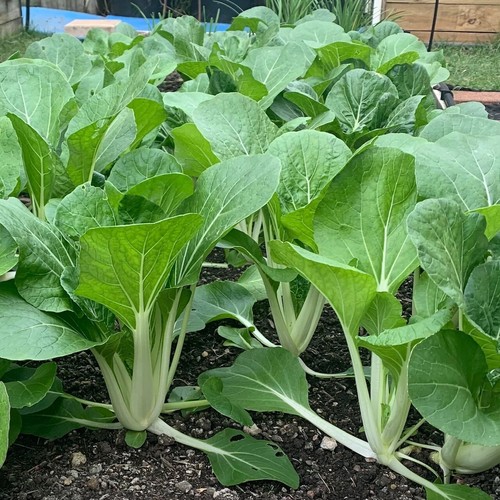 Pak Choy, White Stem Green Leaf Vegetable - 300 ++ seeds, Organically ...