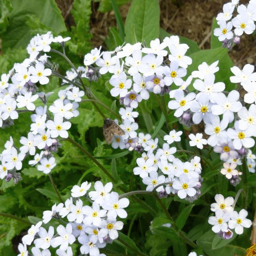 50+ Forget Me Not 'Victoria White' Seeds - Myosotis sylvatica Victoria ...