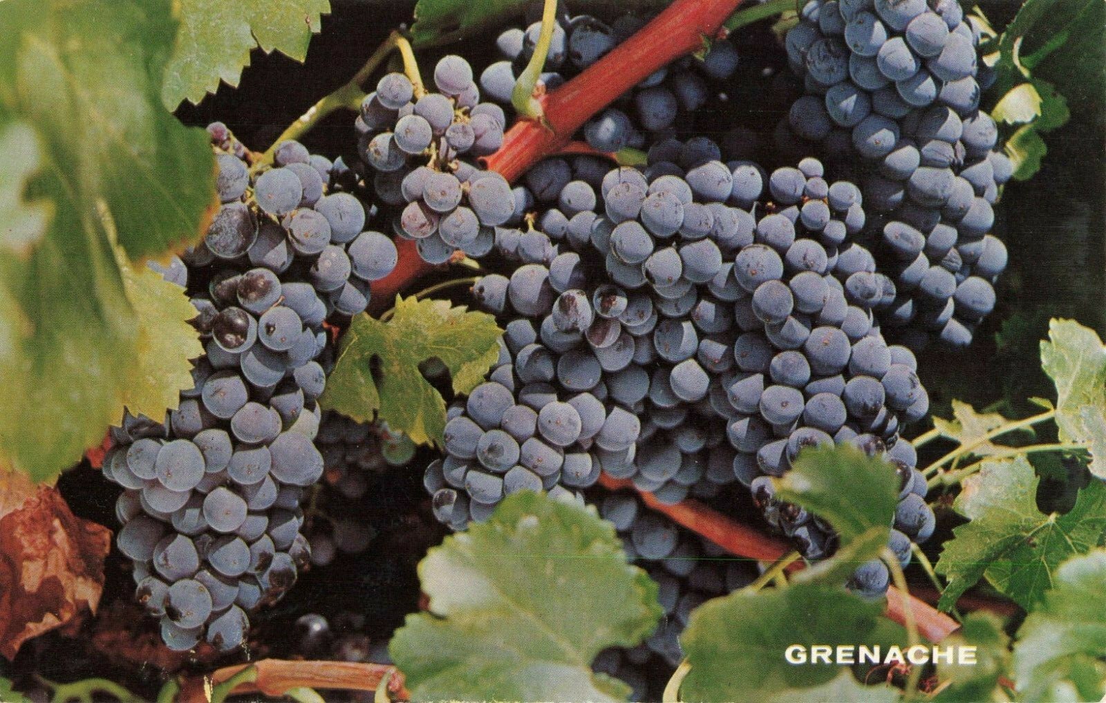 Postcard Grenache Grape San Francisco California | eBay