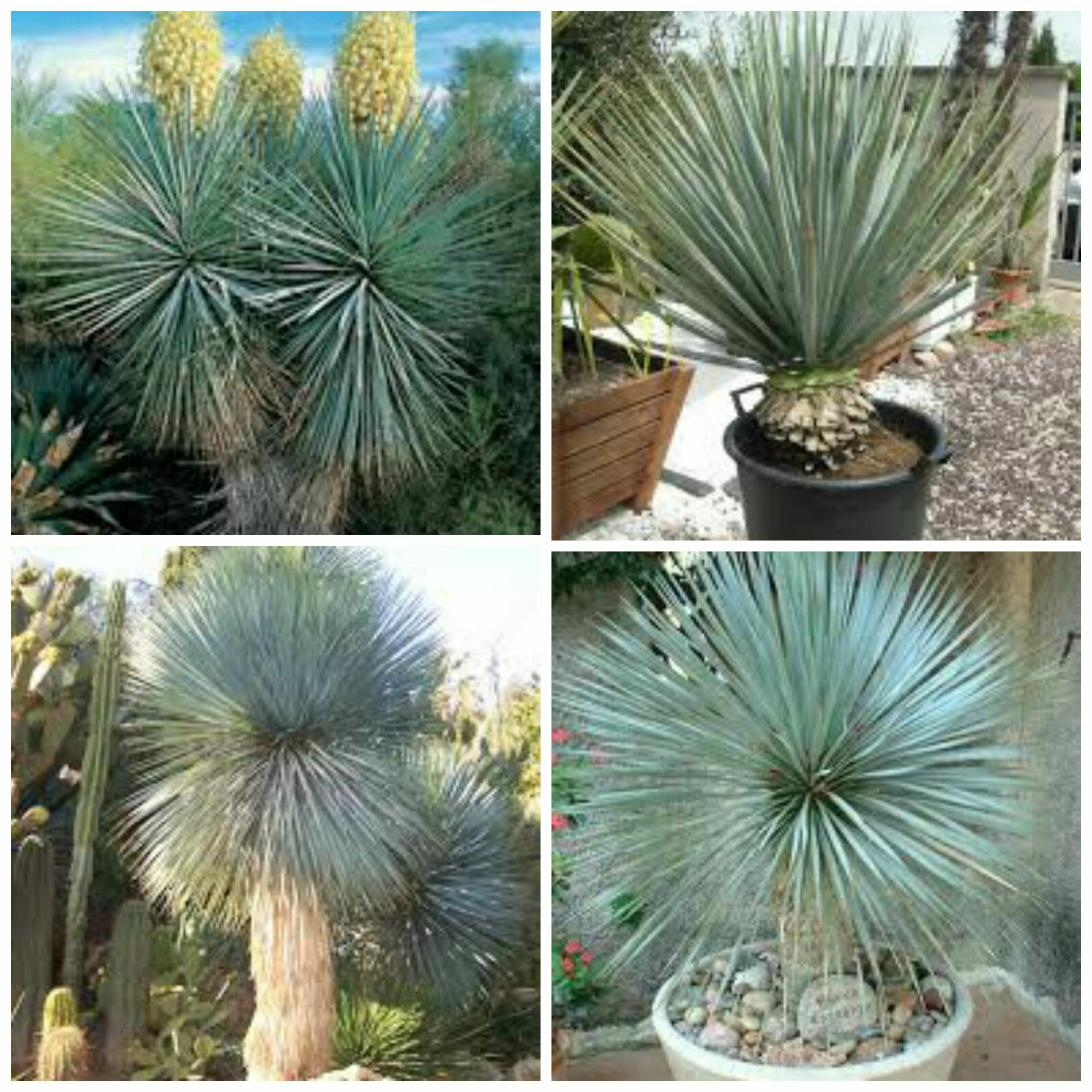 Yucca rigida - Blue Yucca - 10 Seeds | eBay