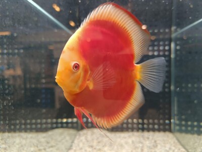 High Quality Albino Red Cover Discus 4.5inches - Very Unique Fish | eBay