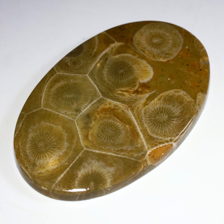 WHOLESALE LOT NATURAL HEXAGONARIA PETOSKY CORAL OVAL CABOCHON GEMSTONE ...