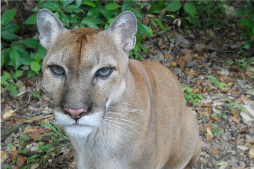 Puma Sitting Cat Wildlife Blue Eyes Vibrant Poster Print Paper OR Wall ...