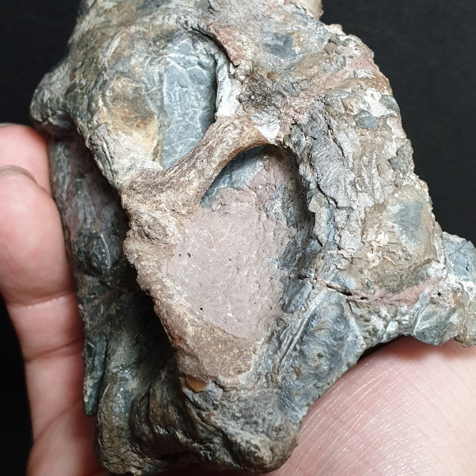 Extremely Rare Synapsid Diictodon Skull Bone Fossil South Africa ...