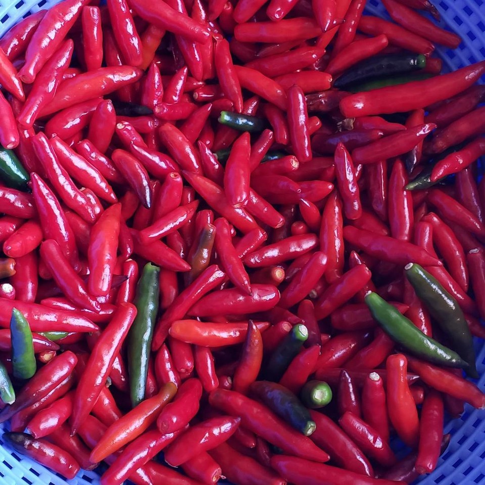 BLACK COBRA CHILI PEPPER PREMIUM SEED-HIGH YIELD -50/100 SEEDS - HOT ...