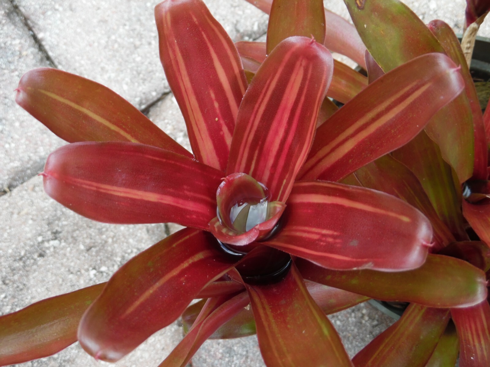 Bromeliad Neoregelia Fireball