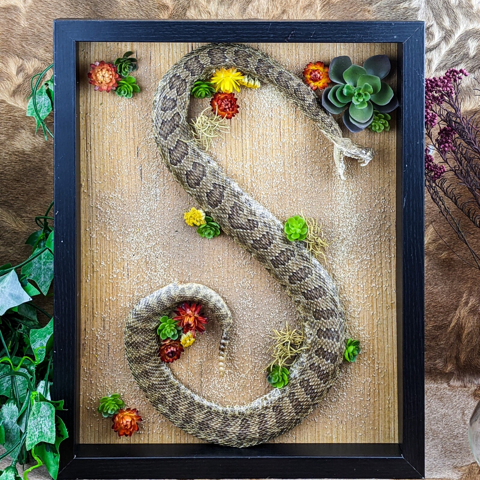 p19c Rattle Snake Taxidermy Oddities curiosities Framed Display ...