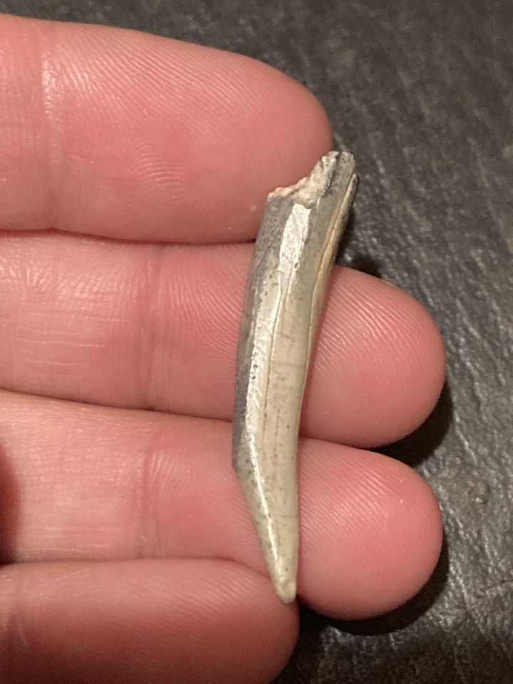 Nigersaurus tooth god fossil | eBay
