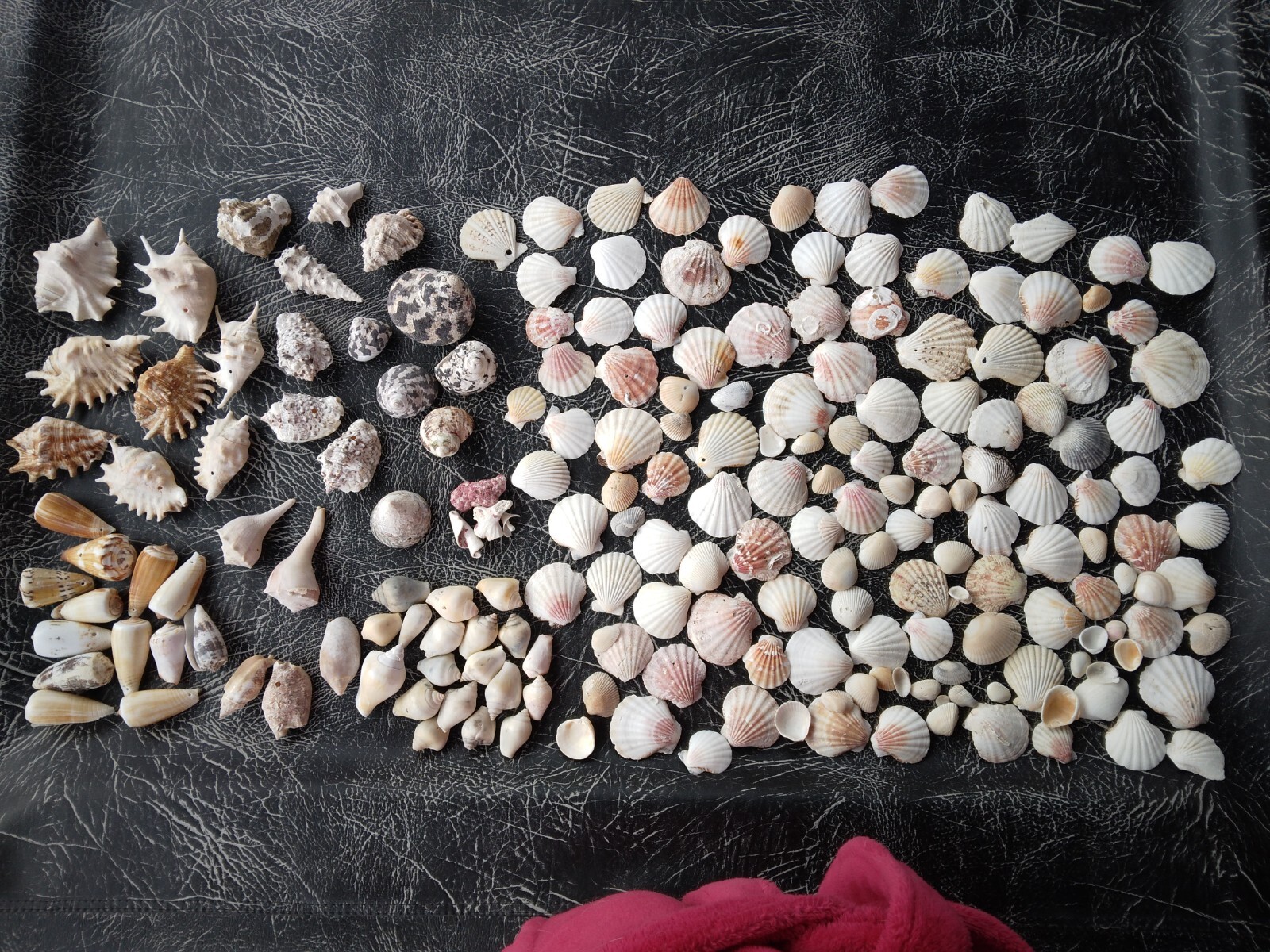 Mixed Seashell Lot Collection 9 lb of Seashells Crafts Decor Mirror ...