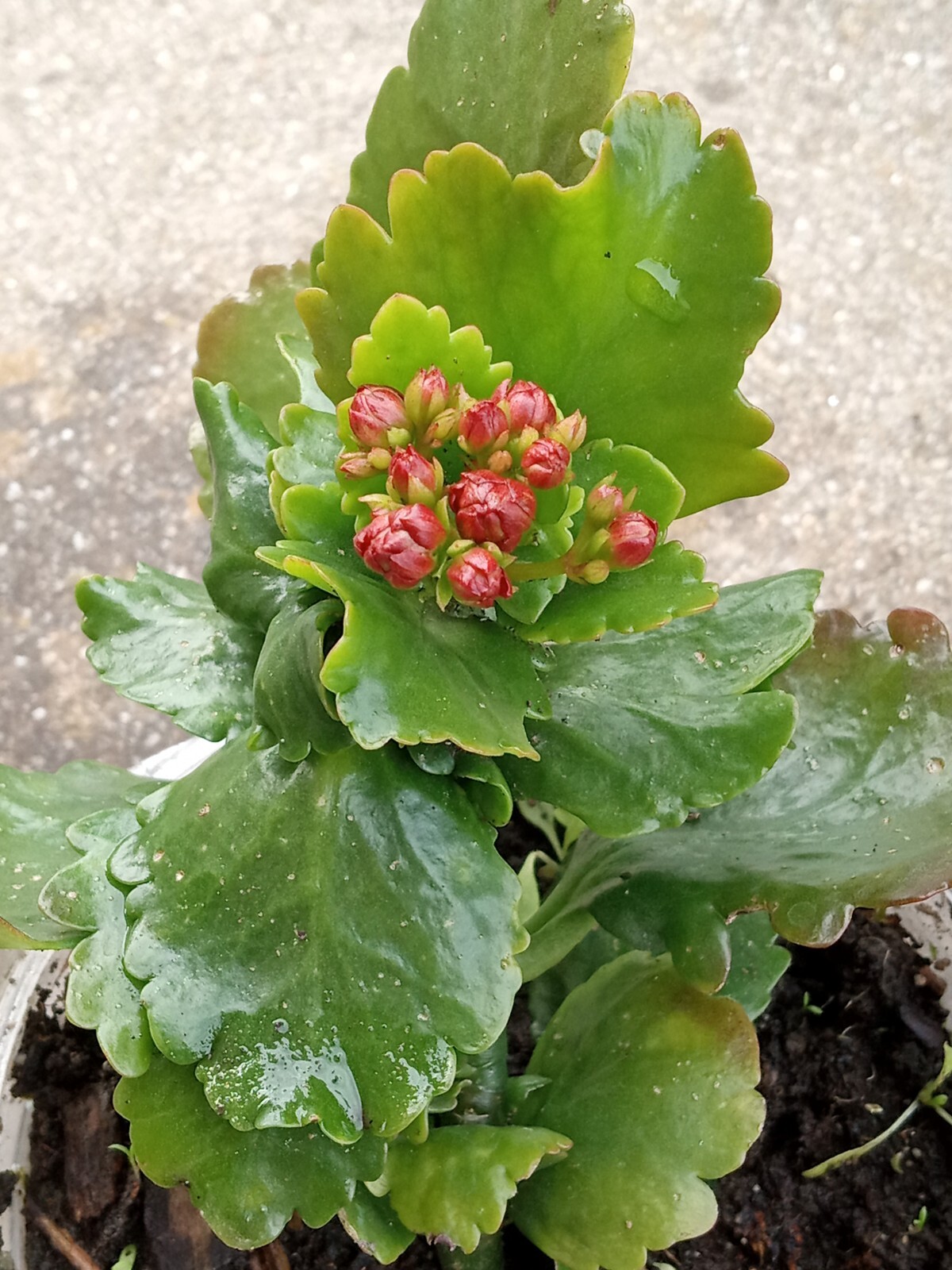 Red Kalanchoe Blossfeldiana Calandiva 长寿花 Double Blooming Live ...