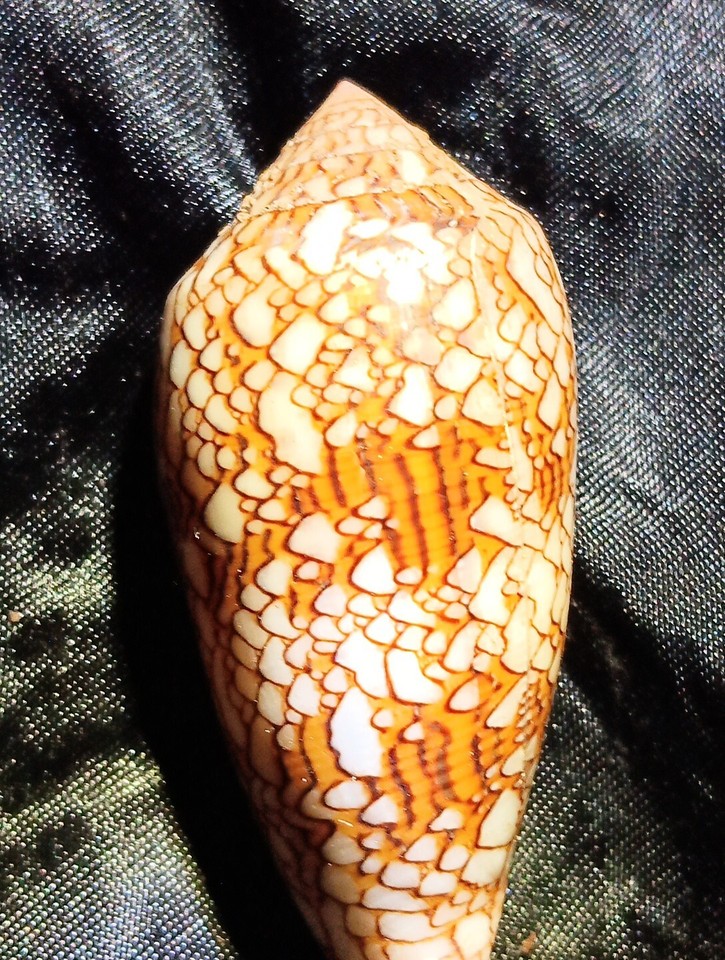Hawaiian Cone Seashell Conus Textile ( | eBay