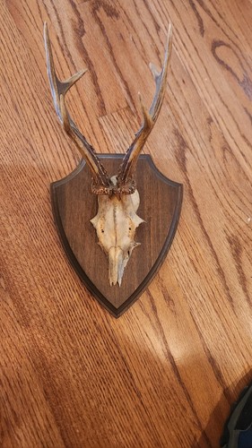 Roe Deer EUROPEAN Mount Vintage Antlers Wood Plaque Taxidermy Dead Head ...