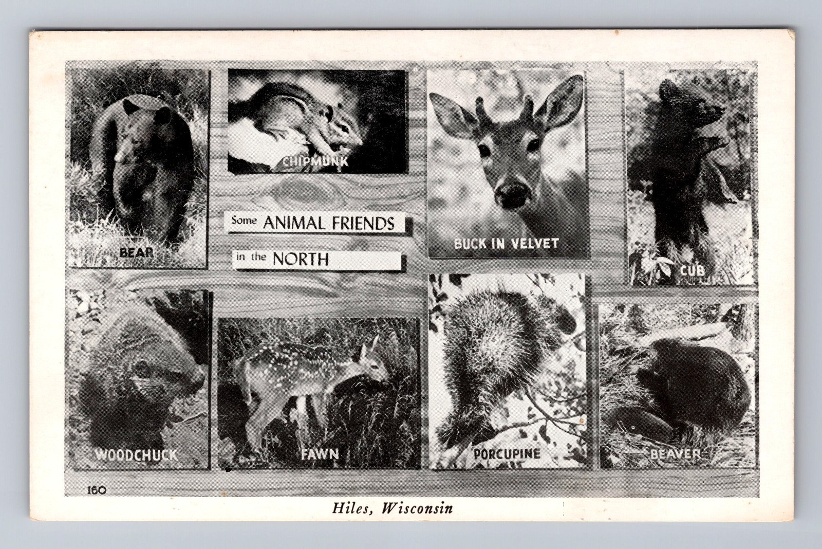 Hiles WI-Wisconsin Scene Animal Friends In The North Vintage Postcard ...