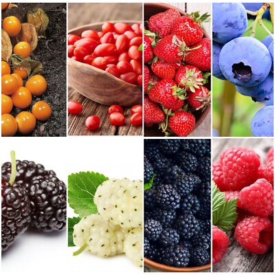 ☆MEGA☆ 8 x Berry Packs - 95 Seeds - Goji - Blueberry - Mulberry ...