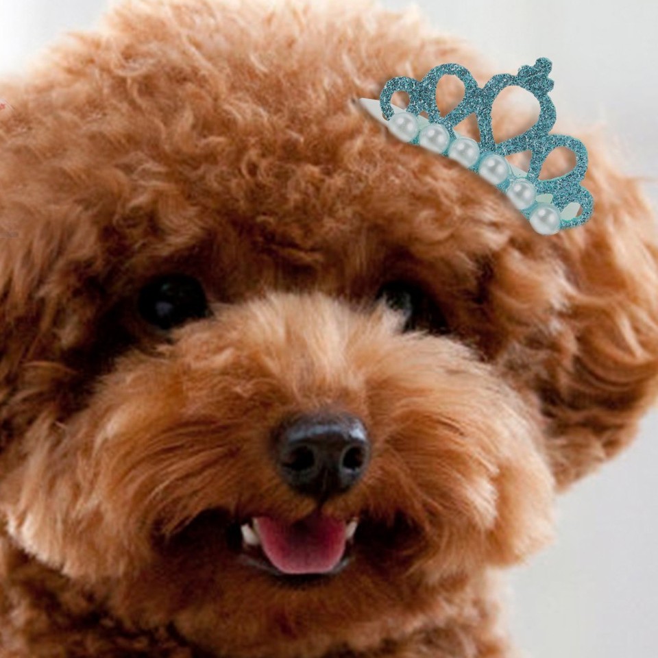 30 Pcs Pet Headgear Dog Crown for Small Dogs Headdress Ornaments | eBay ...