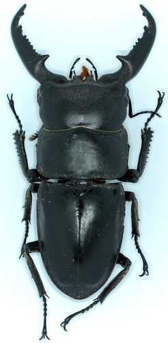 Dorcus titanus palawanicus male 70mm PK19 Lucanidae | eBay