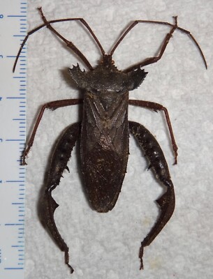 Hemiptera Coreidae Giant Leaf Footed Stink Bug 37mm Malaysia #Z36 ...