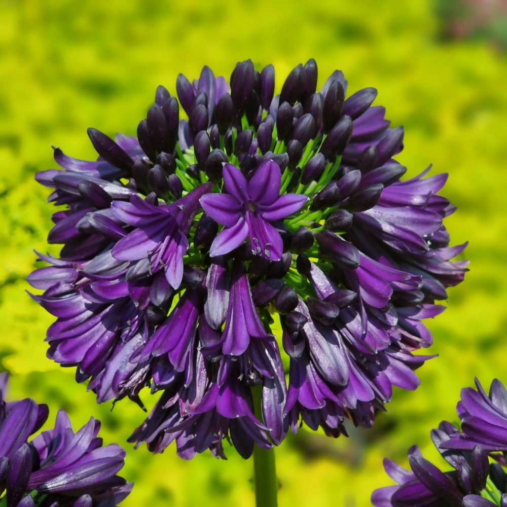 Agapanthus africanus Black Jack 4 Litre Pots By T&M | eBay UK