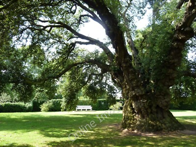 Photo 6x4 Holm oak - quercus ilex - at Westbury Court Garden Strand ...
