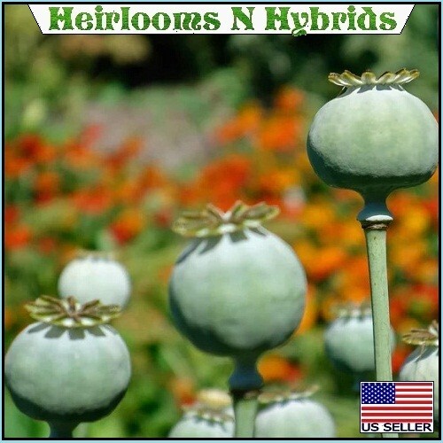 20,000 The Giant Rattle Papavear Somniferum Giganteum Poppy Seeds Huge ...