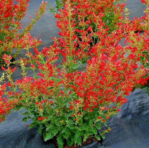 Agastache Kudos Red Live Starter Plant - 3-6" Tall Well Root ...