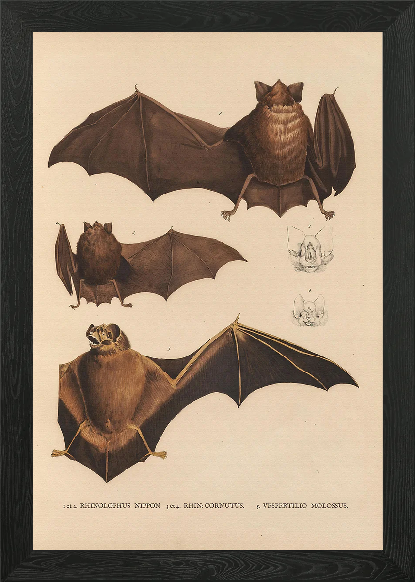 Bat Vintage Framed Wall Art Poster Canvas Print Picture | eBay UK