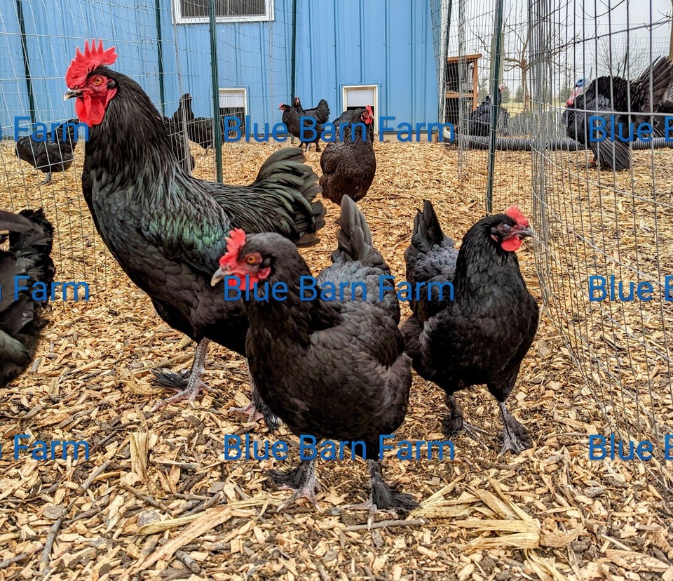 6 Black Marans Show Quality Chicken Hatching Eggs. Purebred. NPIP. Not ...