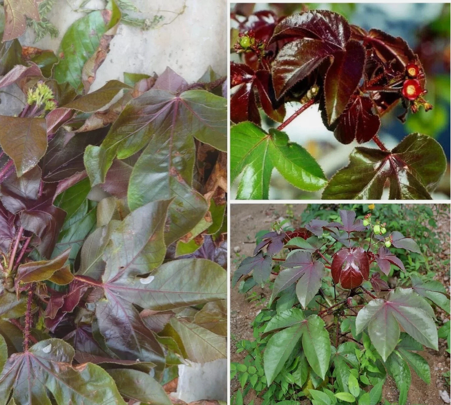 30 Dried Red Jatropha Curcas Leaves Ratanjot Jadi Laljari Yatilung Herb ...