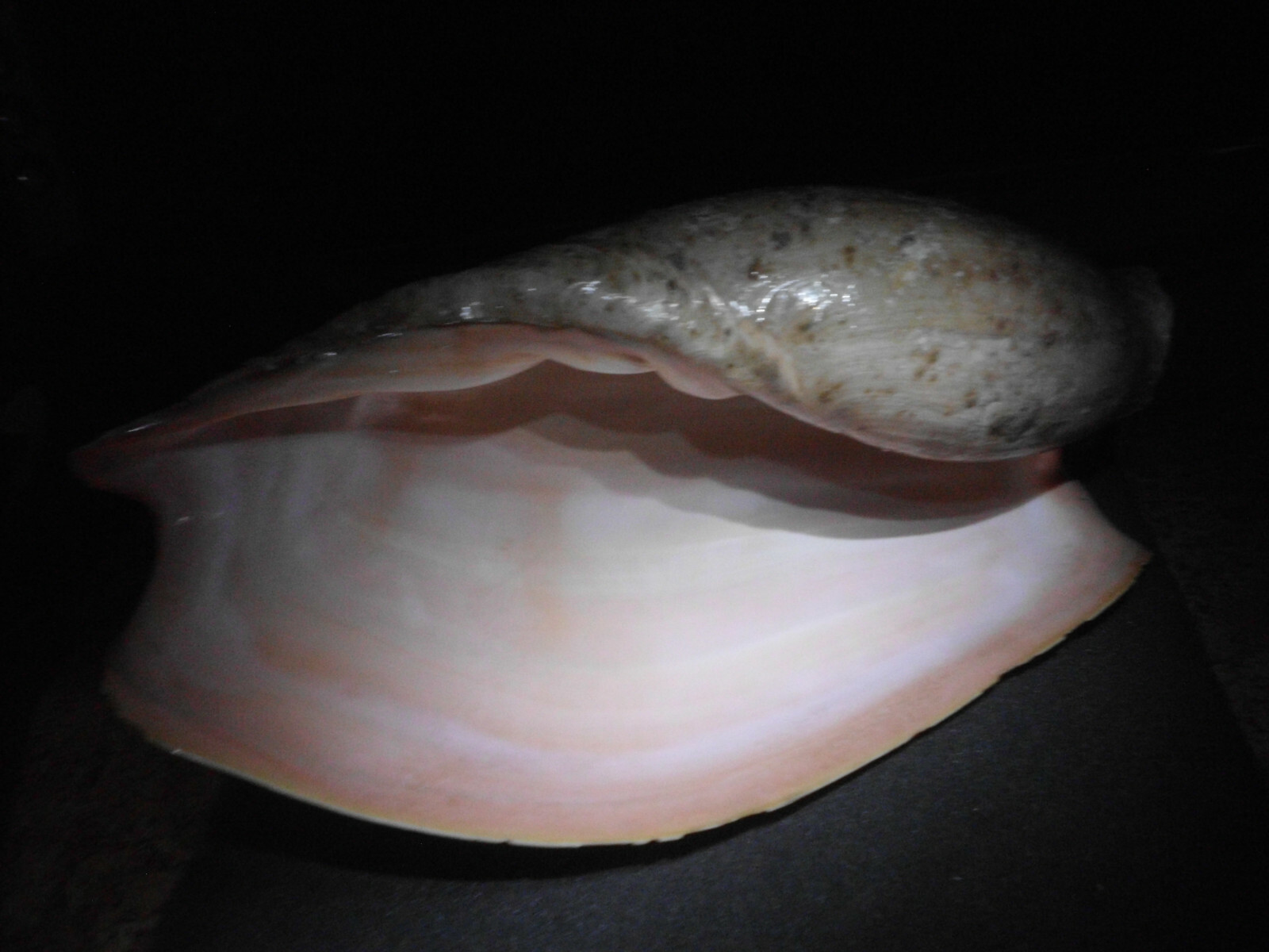 VERY RARE & BIG HUGE XXXXL CYMBIUM GLANS/ ELEPHAT'S SNOUT VOLUTE > SENEGAL 2 | eBay UK