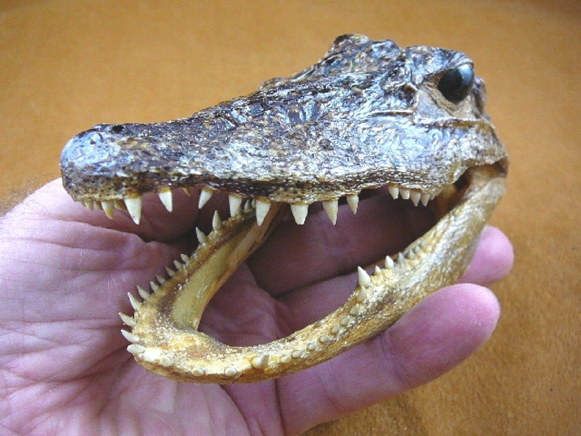 (G-Def-152) 5-1/8" Deformed Gator ALLIGATOR Aligator HEAD teeth ...