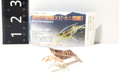 Yujin Japan Exclusive River Shrimp Figure | eBay