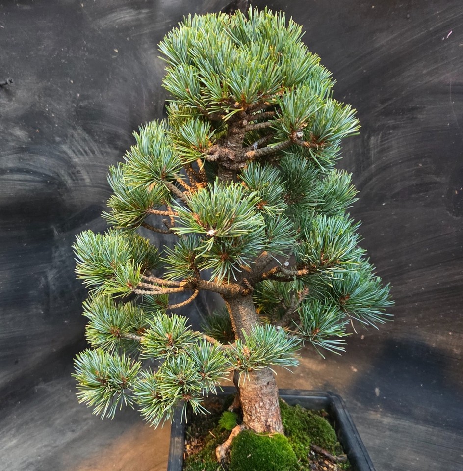Bonsai Japanese White pine - Kinpo | eBay