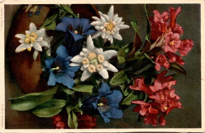 Switzerland, Edition Stahli, Flora alpina, Alps, alpine botany Postcard ...