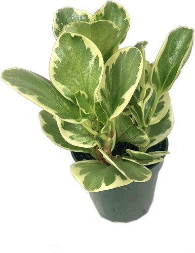 Peperomia Multi Pack - 3 Live Plants in 4 Inch Pots - Grower's Choice ...