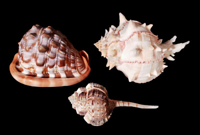 LOT OF 3 NICE SHELLS SEASHELLS HEAVY BULLMOUTH HELMET CONCH + OTHERS ...