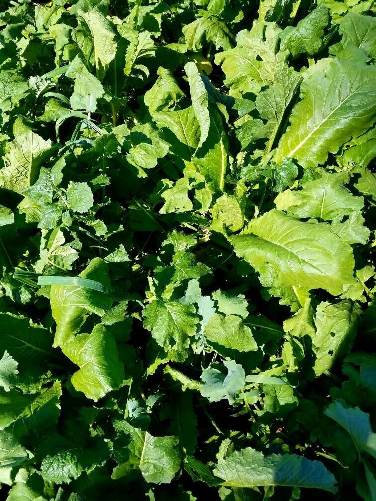 4 LB BRASSICA DEER FOOD PLOT MIX - 3 species of brassicas - Seeds up to ...