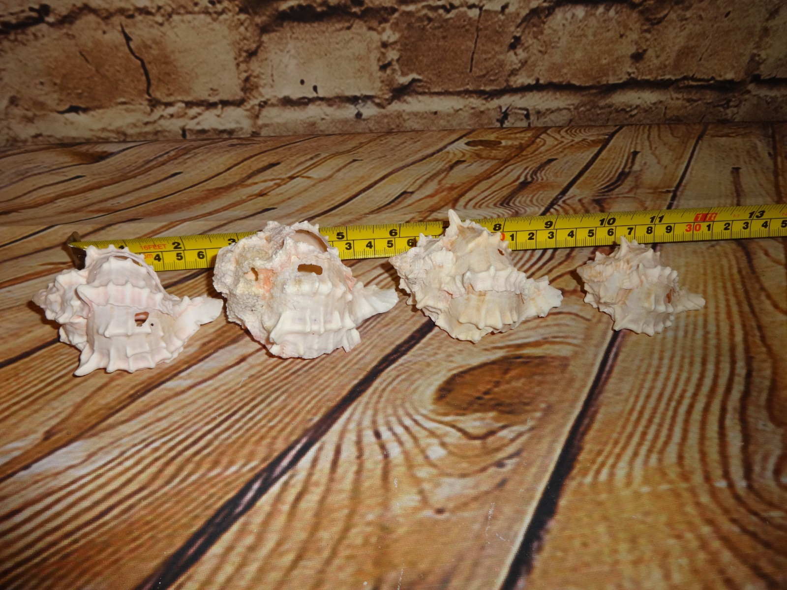 Spiky Spike Conch Sea Shells Lot 4 Aquarium Beach Home Nautical Decor ...