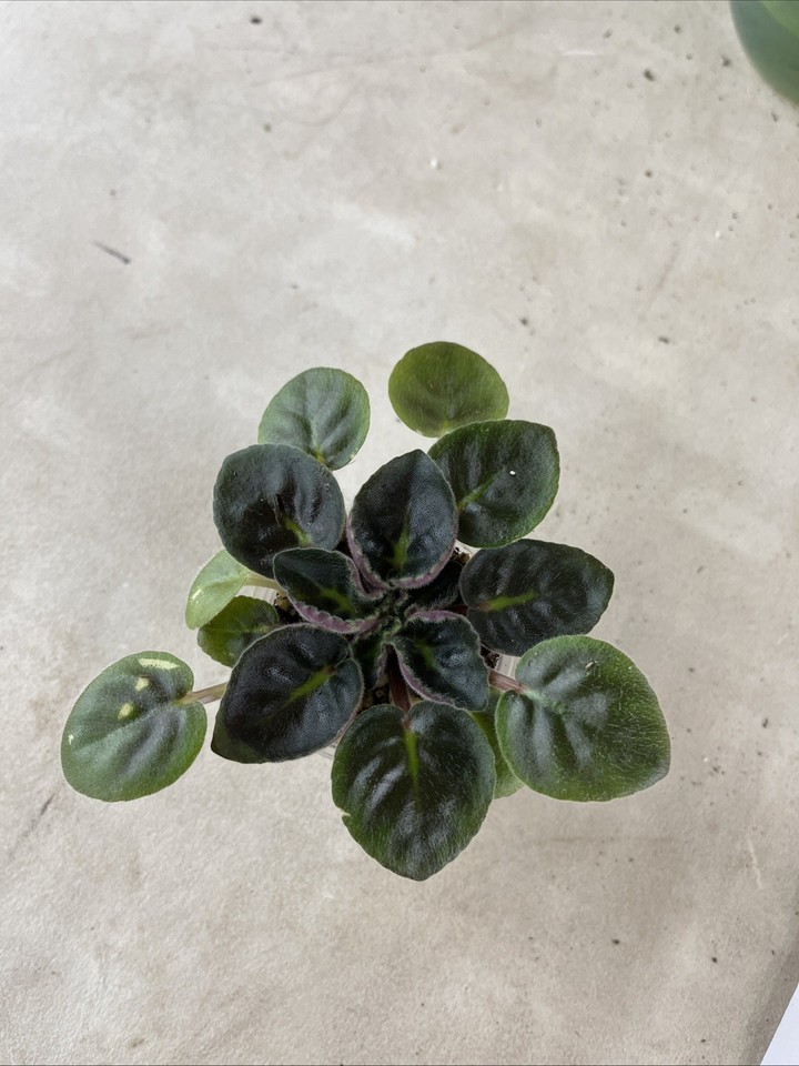 African Violet Starter Plant Optimara Rhapsodie Ingrid | eBay