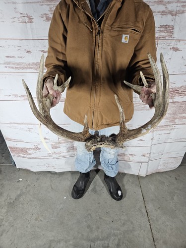 Wild 11 Point Whitetail Deer Antler Rack Horn Skull Plate Decor Man ...